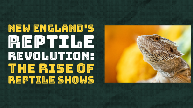 Blog - Reptile Shows in New England | Expedition Reptile LLC