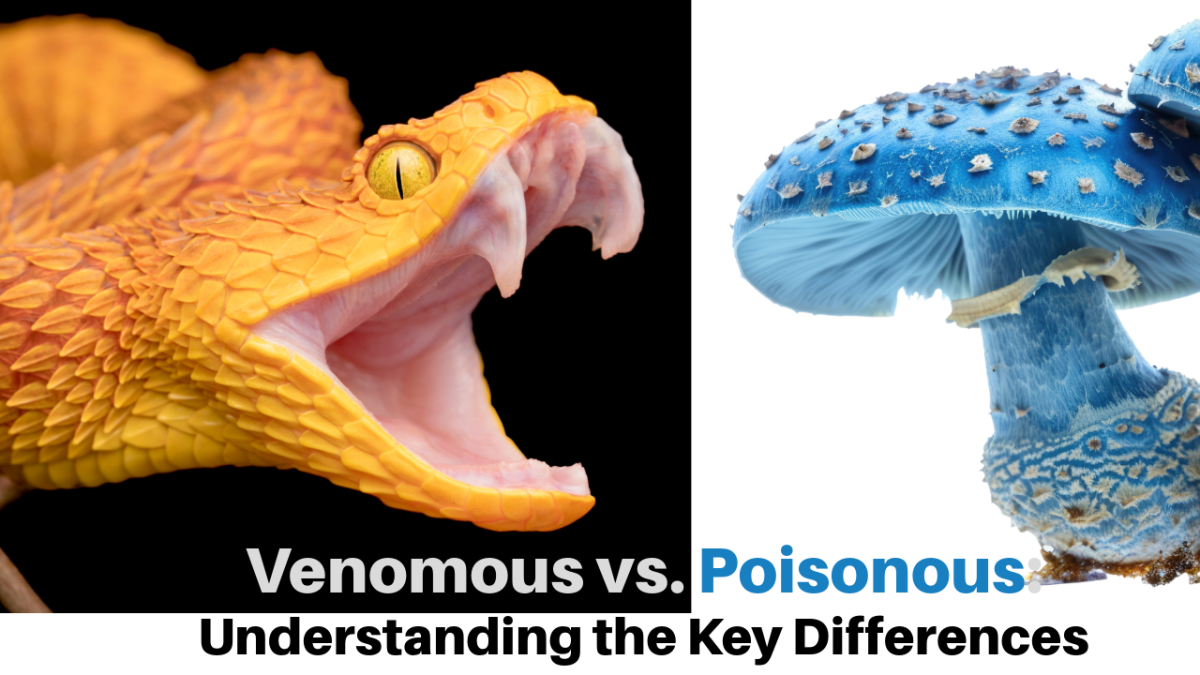 Venomous vs. Poisonous: Understanding the Key Differences