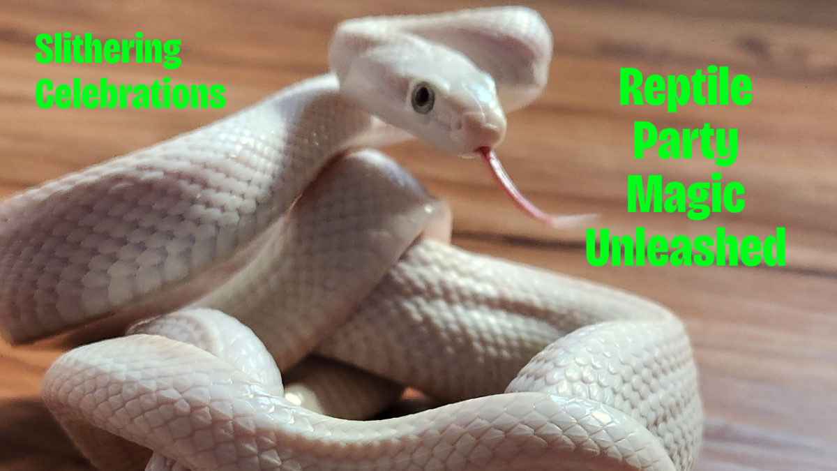 Blog - Reptile Shows in New England | Expedition Reptile LLC