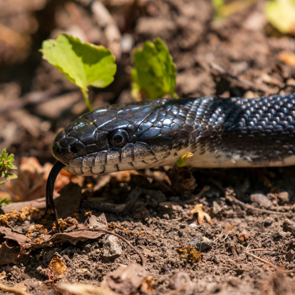 Black Snake Showdown: Rat vs. Racer