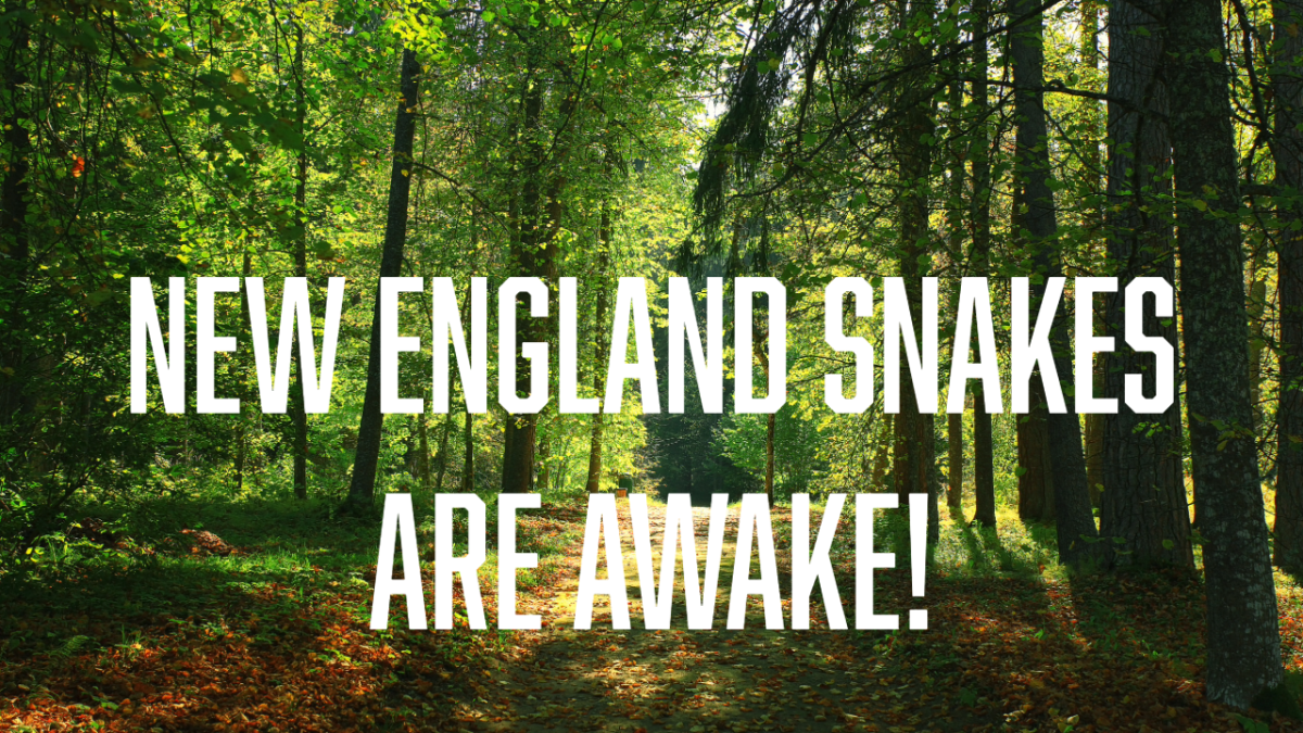 New England Snakes are AWAKE! - Reptile Shows in New England ...