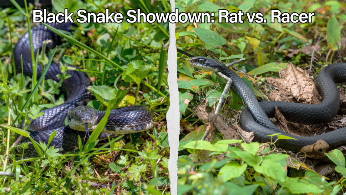 Black Snake Showdown: Rat vs. Racer
