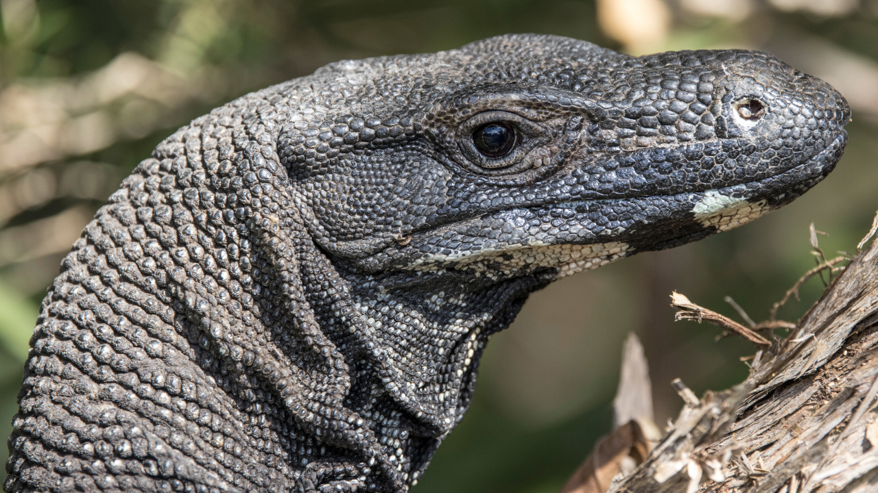 Monitor Lizards: Intelligent and Docile Reptile Companions