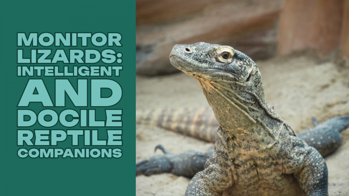 Monitor Lizards: Intelligent and Docile Reptile Companions