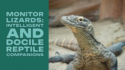 Monitor Lizards: Intelligent and Docile Reptile Companions