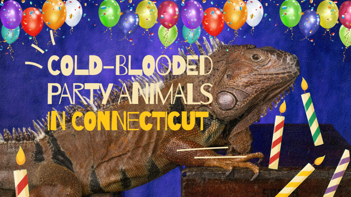 Cold-Blooded Party Animals in Connecticut