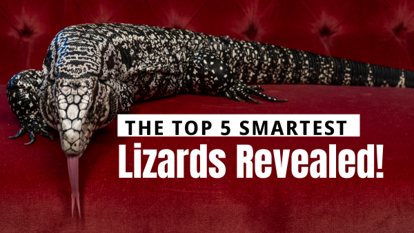 Top 5 Smartest Lizards Revealed!