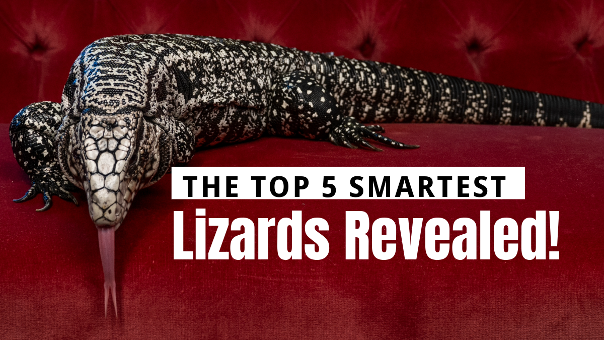 Top 5 Smartest Lizards Revealed!